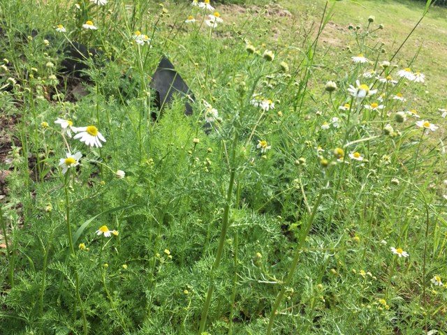 Chamomile Plant Profile – Solidarity Apothecary