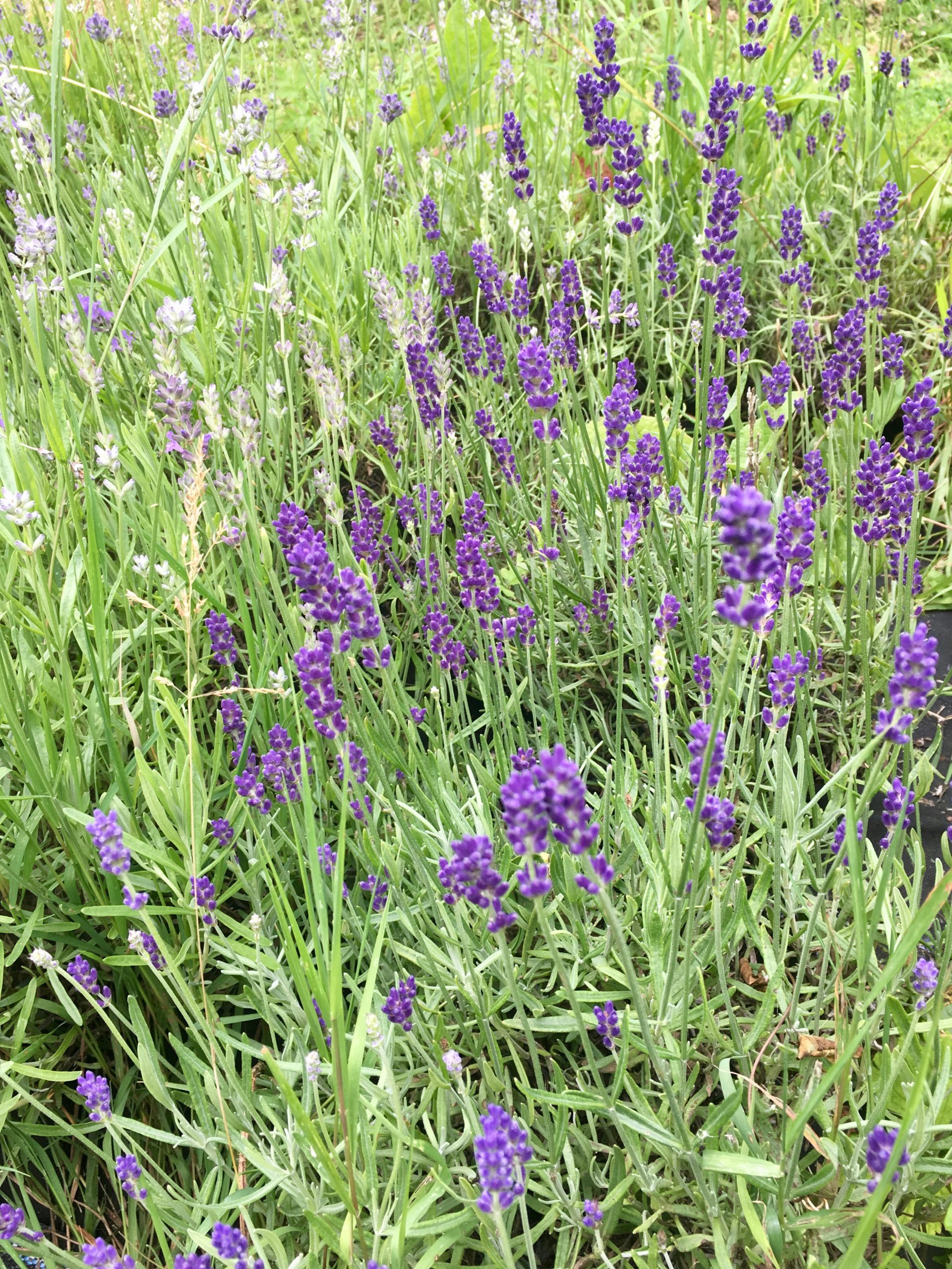 Lavender Plant Profile – Solidarity Apothecary